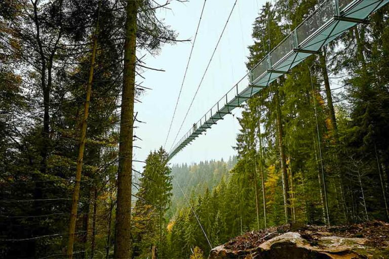 Pittini and Wildline: a suspension bridge between steel and nature ...